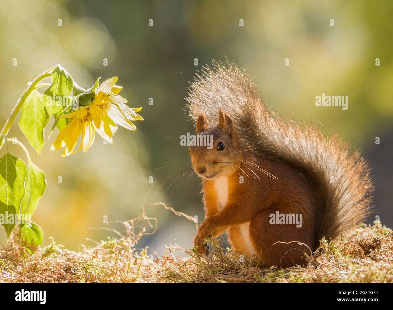 red squirrel standing with an sunflower Stock Photo - Alamy