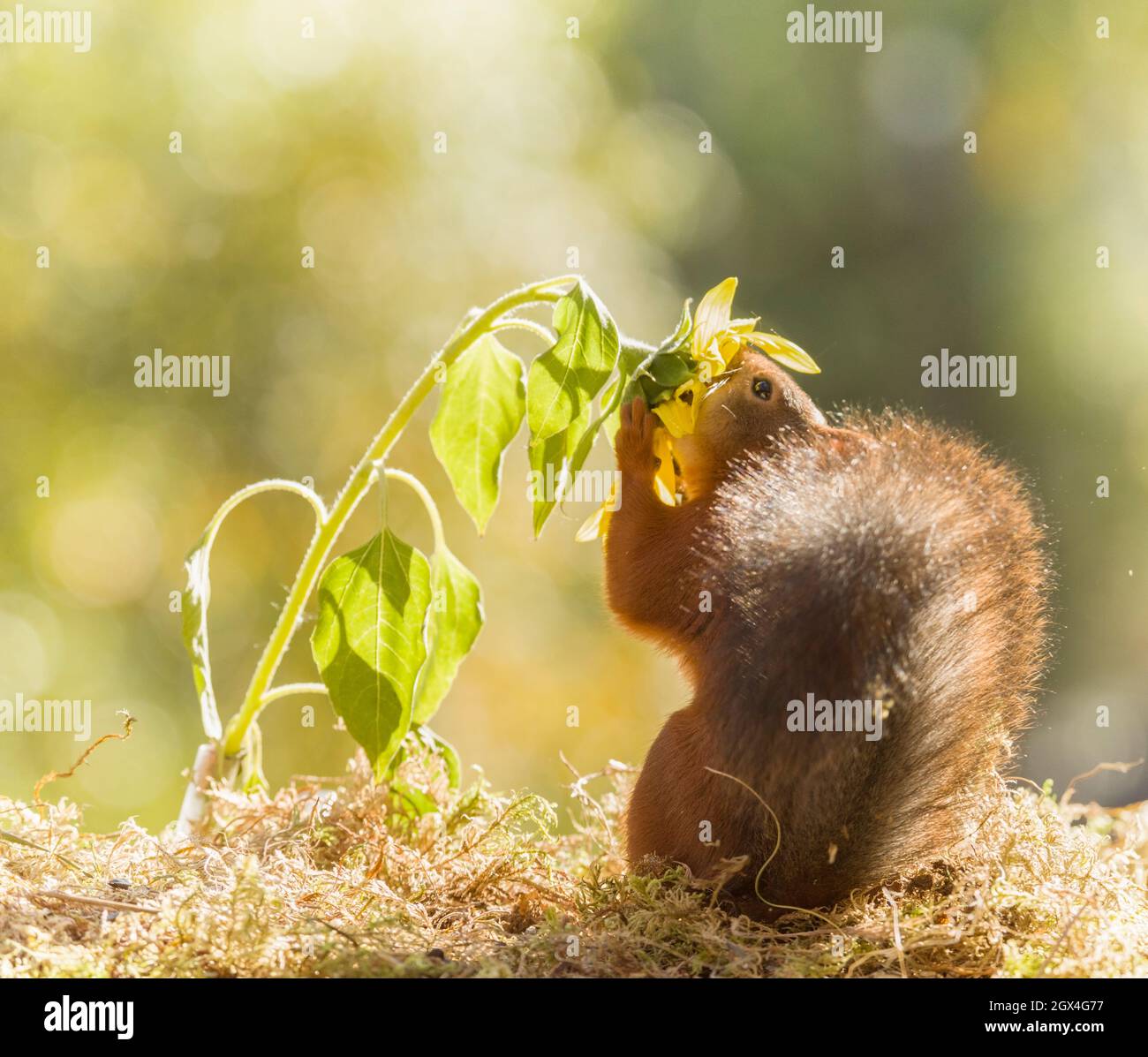 Seeds of a sunflower hi-res stock photography and images - Alamy