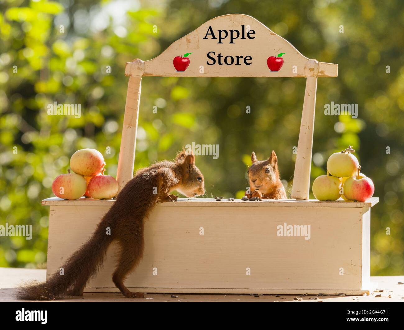 Red squirrels with an apple hi-res stock photography and images - Alamy