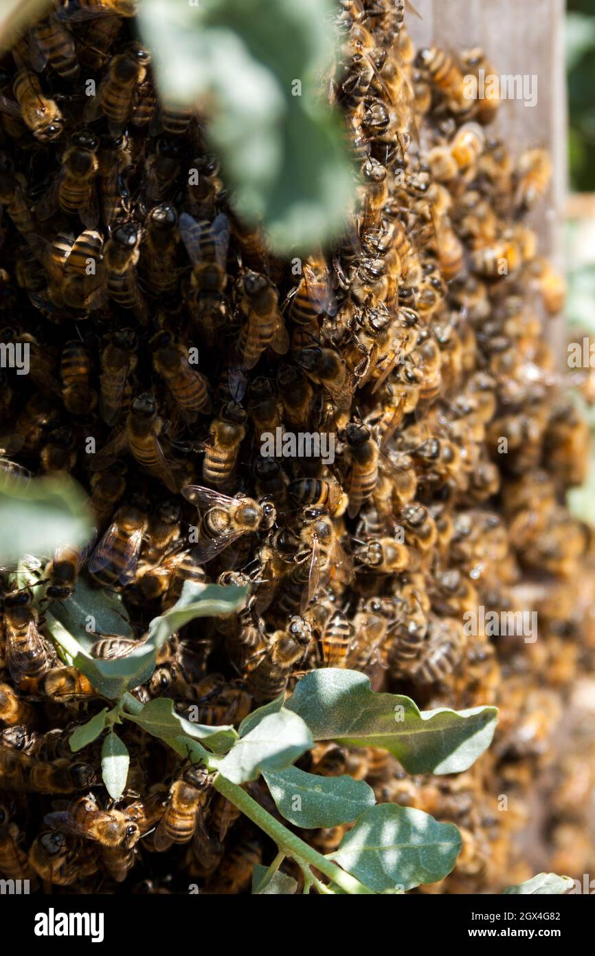 Insects buzzing around hi-res stock photography and images - Alamy
