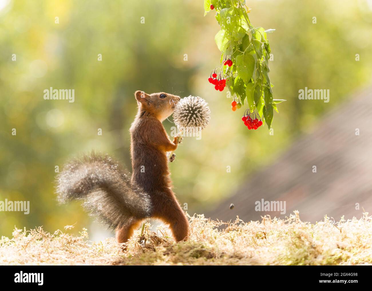 The squirrel is smelling the flower hi-res stock photography and images ...
