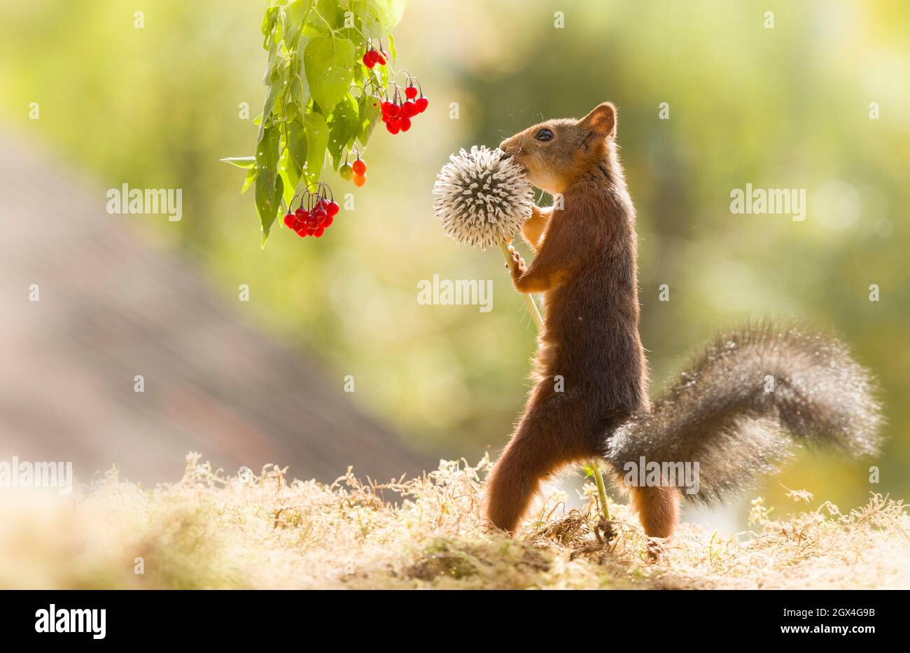The squirrel is smelling the flower hi-res stock photography and images ...