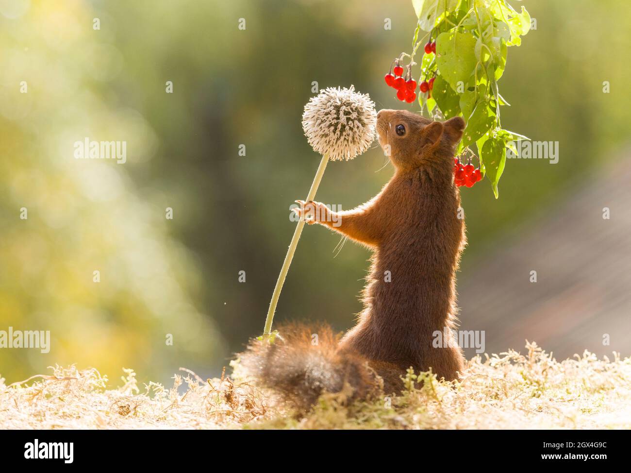 Red squirrel holding flower hi-res stock photography and images - Alamy