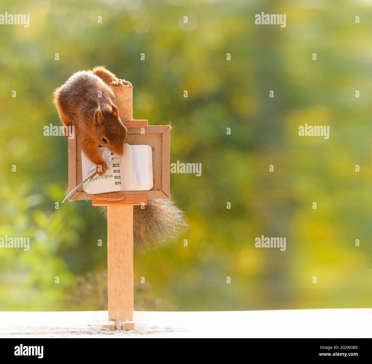 Squirrel to draw squirrel hi-res stock photography and images - Alamy
