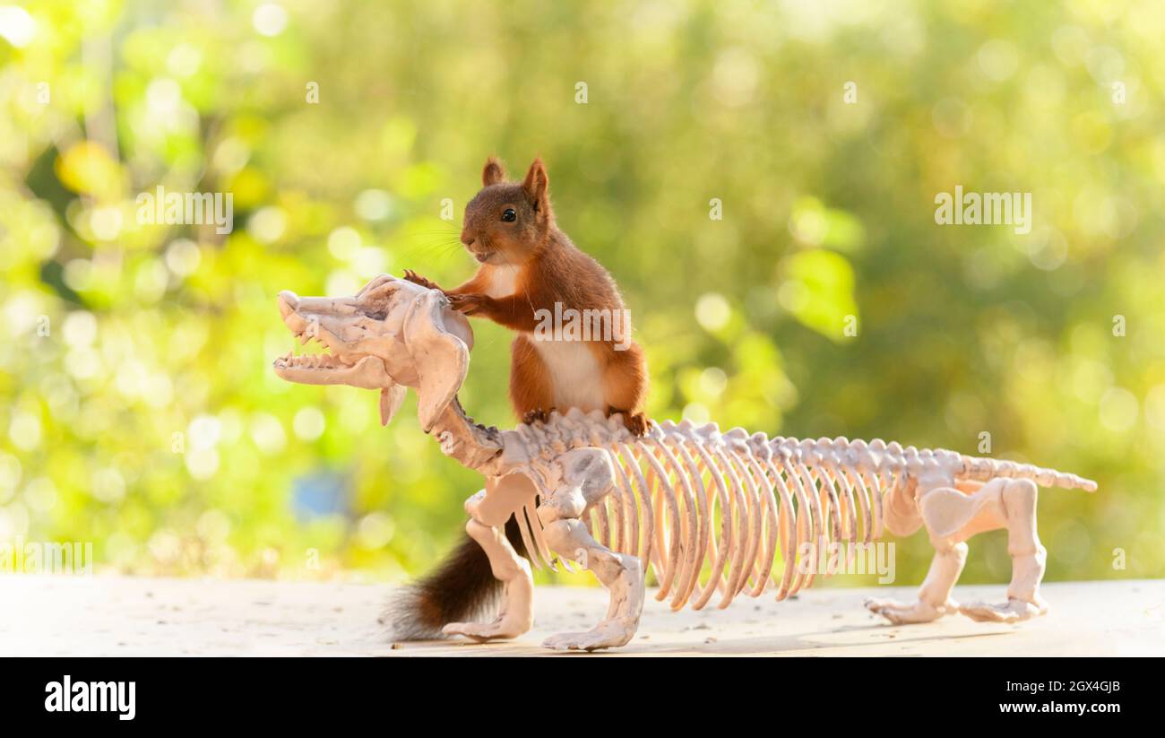 Dog squirrel tree hi-res stock photography and images - Alamy