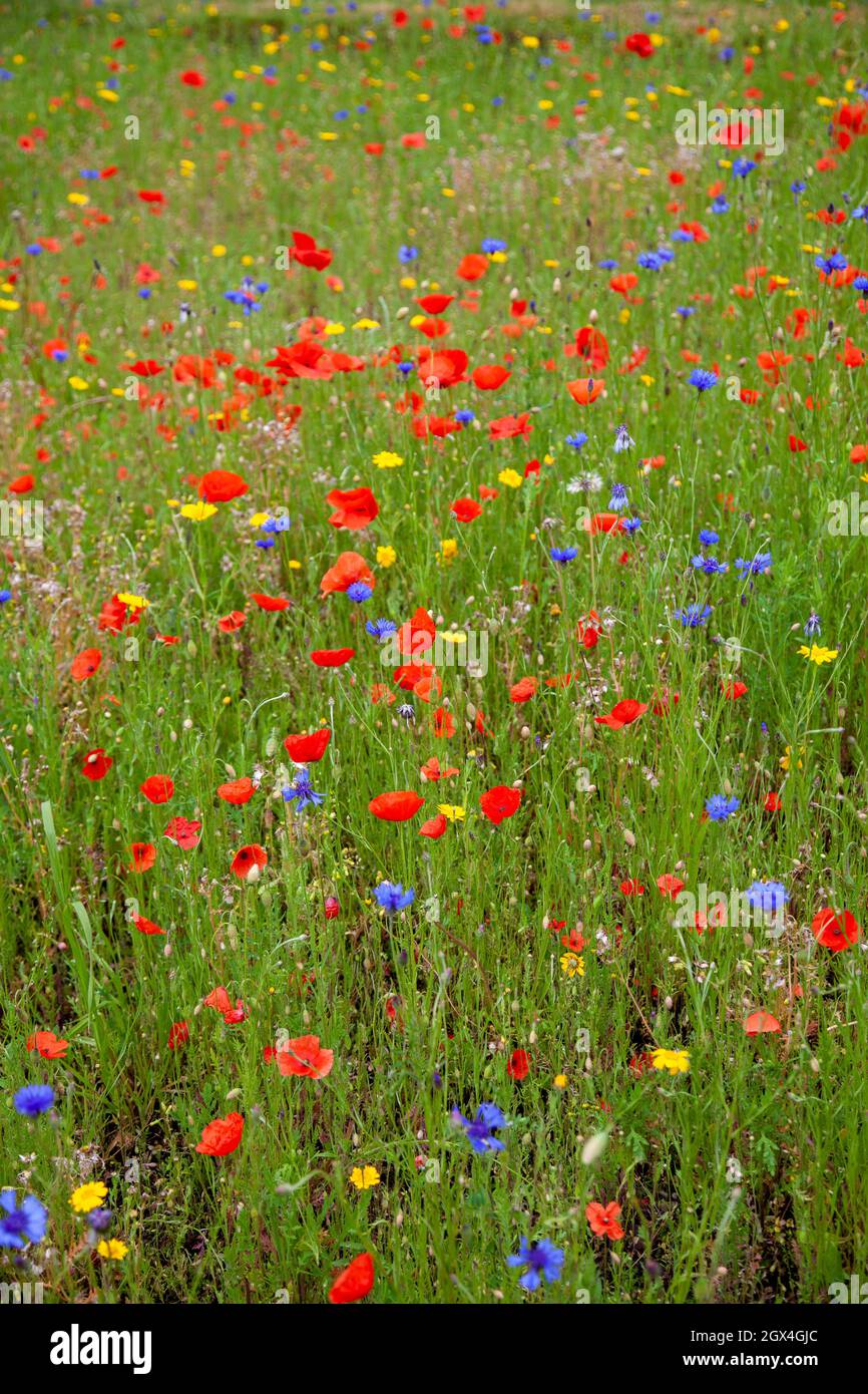 Field of Wild Flowers Stock Photo - Alamy