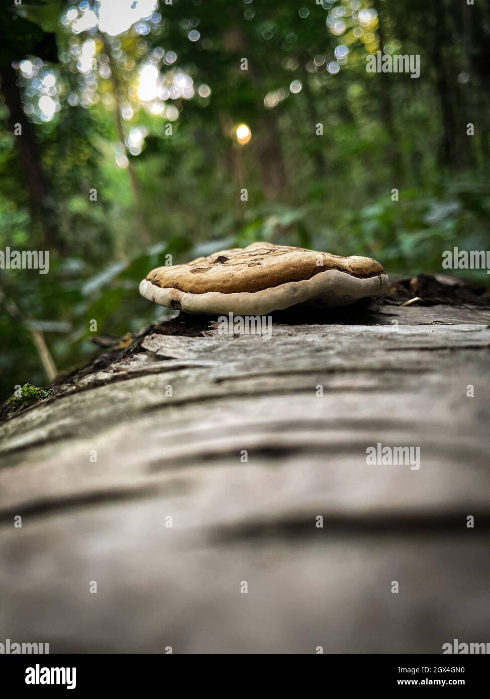 Close up shot of bread on a cut tree on ground of the forest with ...