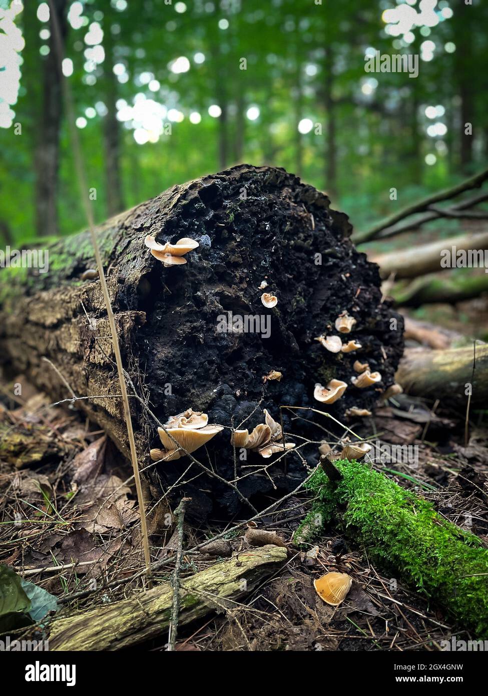 Close up shot of the British Isles fungi and some slime moulds on a ...