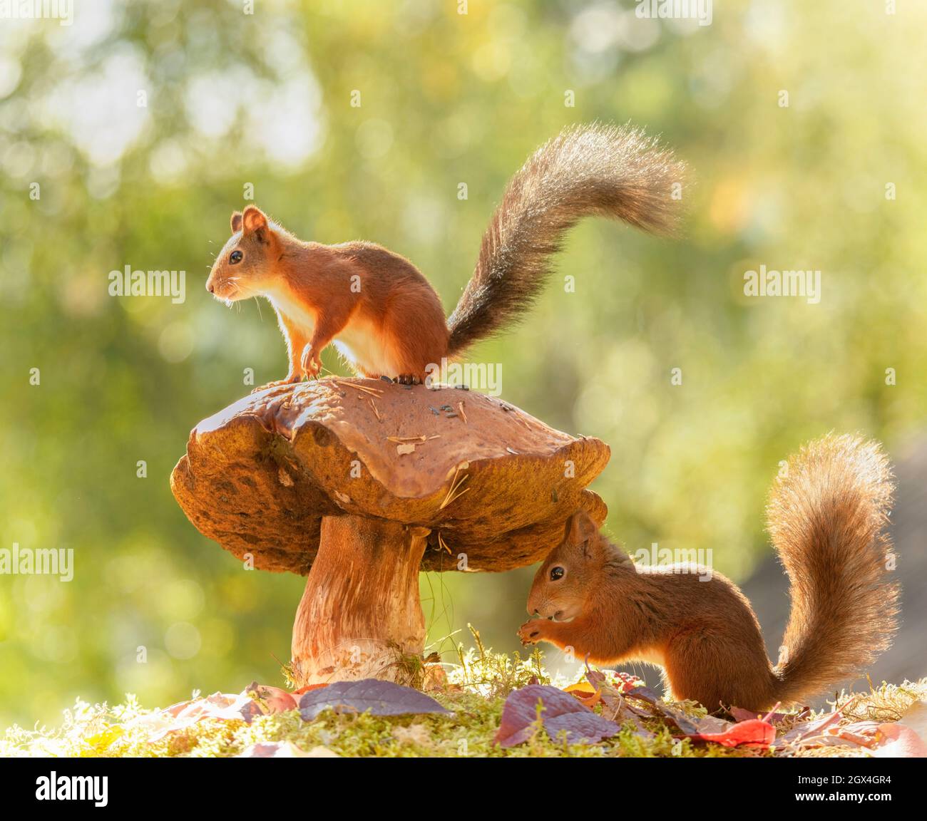 Red squirrels with mushroom hi-res stock photography and images - Alamy