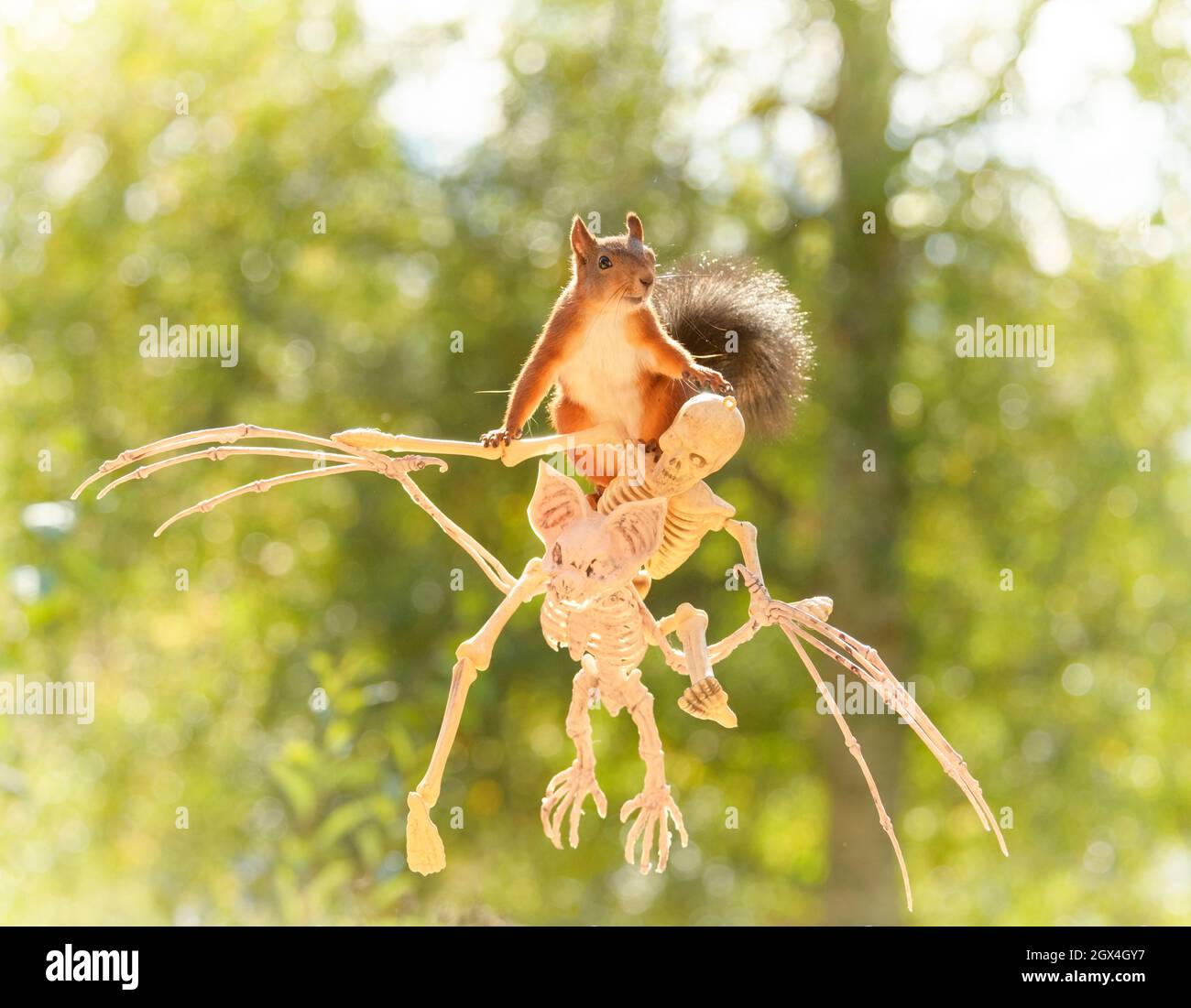 Red squirrel standing on a skeleton and bat Stock Photo - Alamy