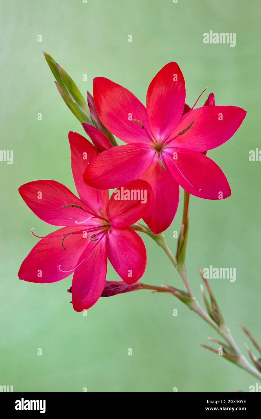Crimson flag lily, Hesperantha coccinea, originating in South Africa ...