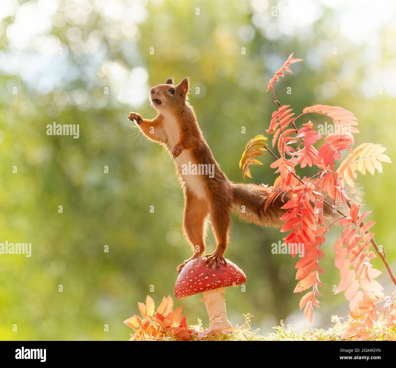 red squirrel reaching from a mushroom Stock Photo - Alamy