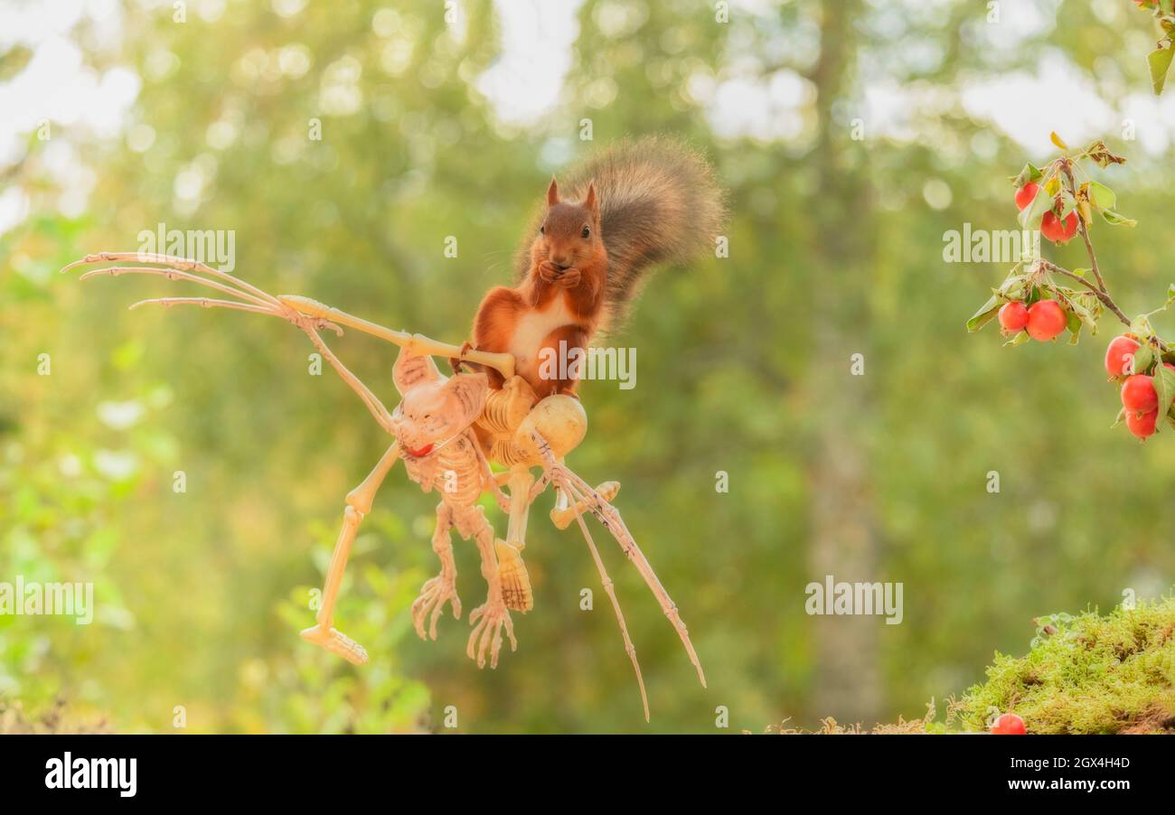 Red squirrel skeleton hi-res stock photography and images - Alamy
