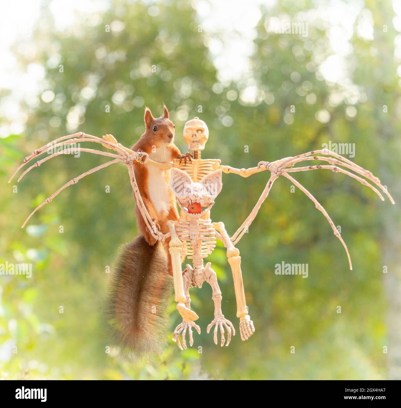 Flying Squirrel Skeleton