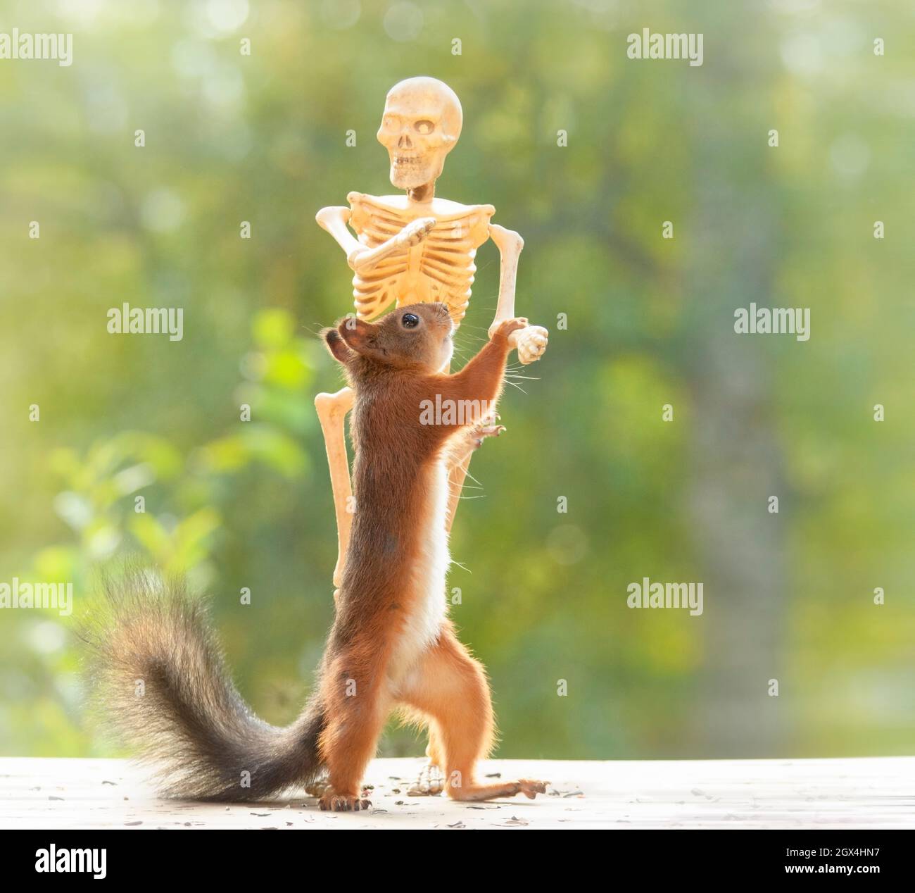 Red squirrel is holding on to an skeleton hi-res stock photography and ...