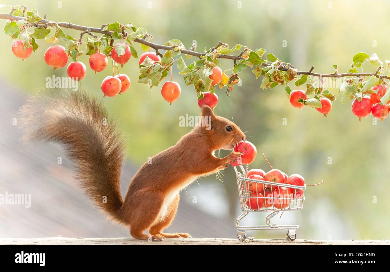 Red squirrel is eating an apple hi-res stock photography and images - Alamy
