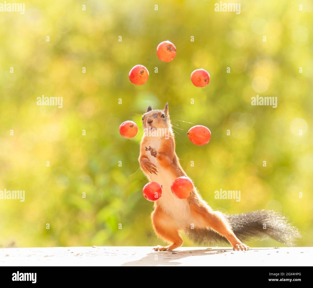 Juggler flower hi-res stock photography and images - Alamy