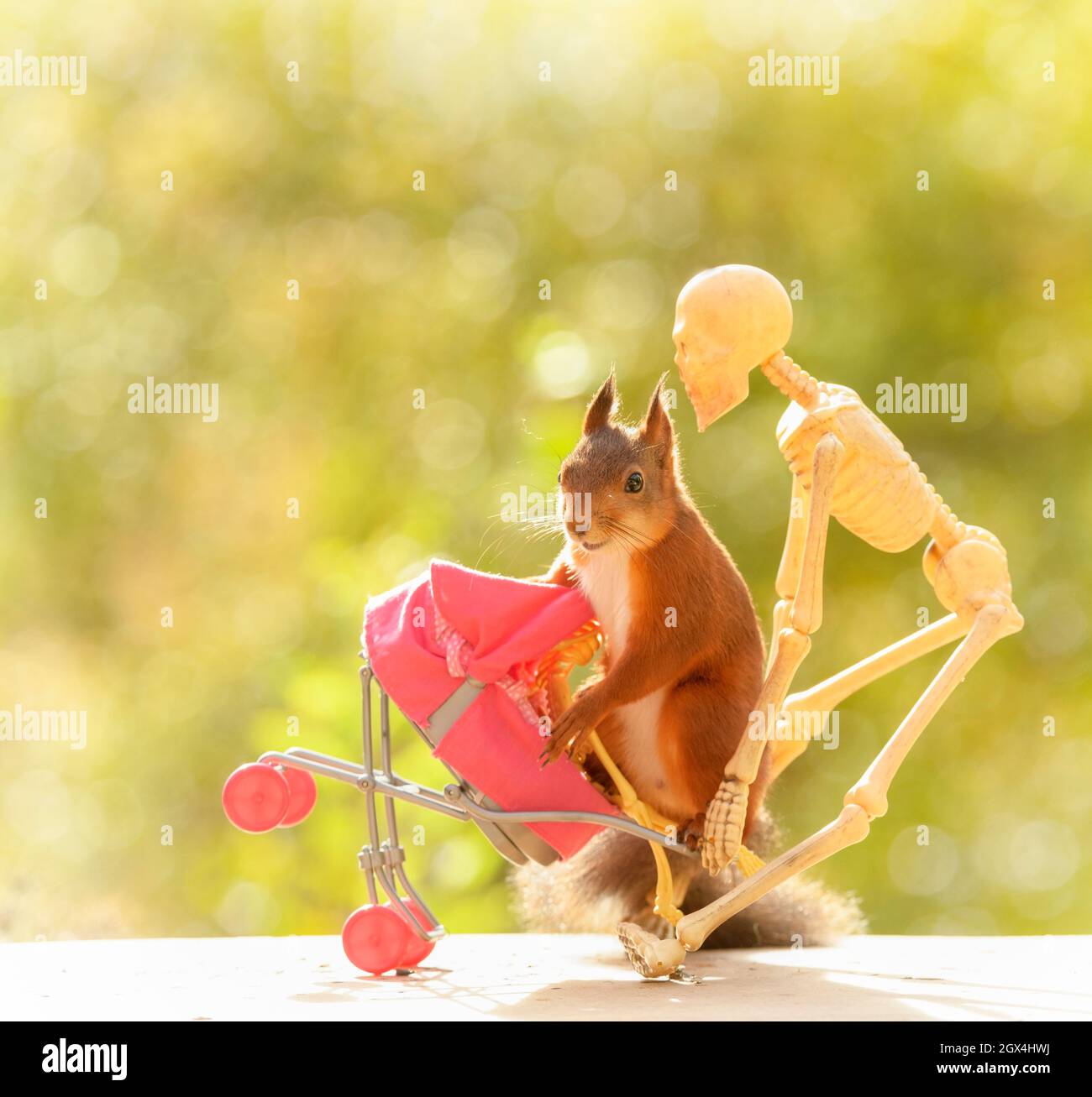 Red squirrel skeleton hi-res stock photography and images - Alamy