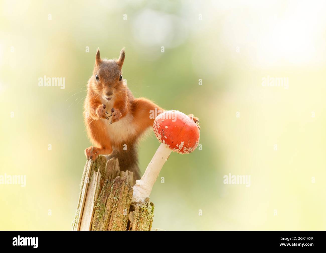 Squirrel at foot of tree hi-res stock photography and images - Alamy