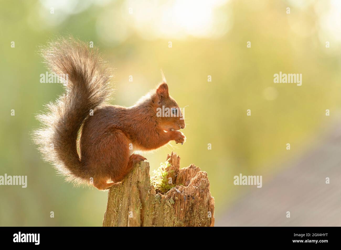 Profile of an red squirrel on a tree trunk hi-res stock photography and ...