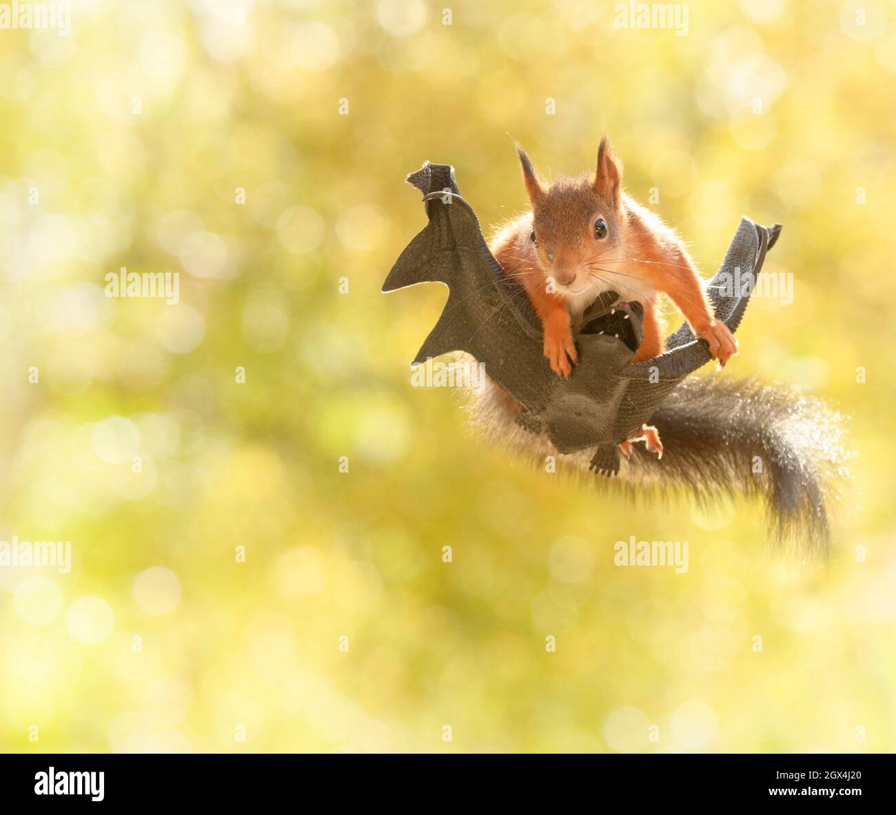 red squirrel is holding on to a bat Stock Photo - Alamy
