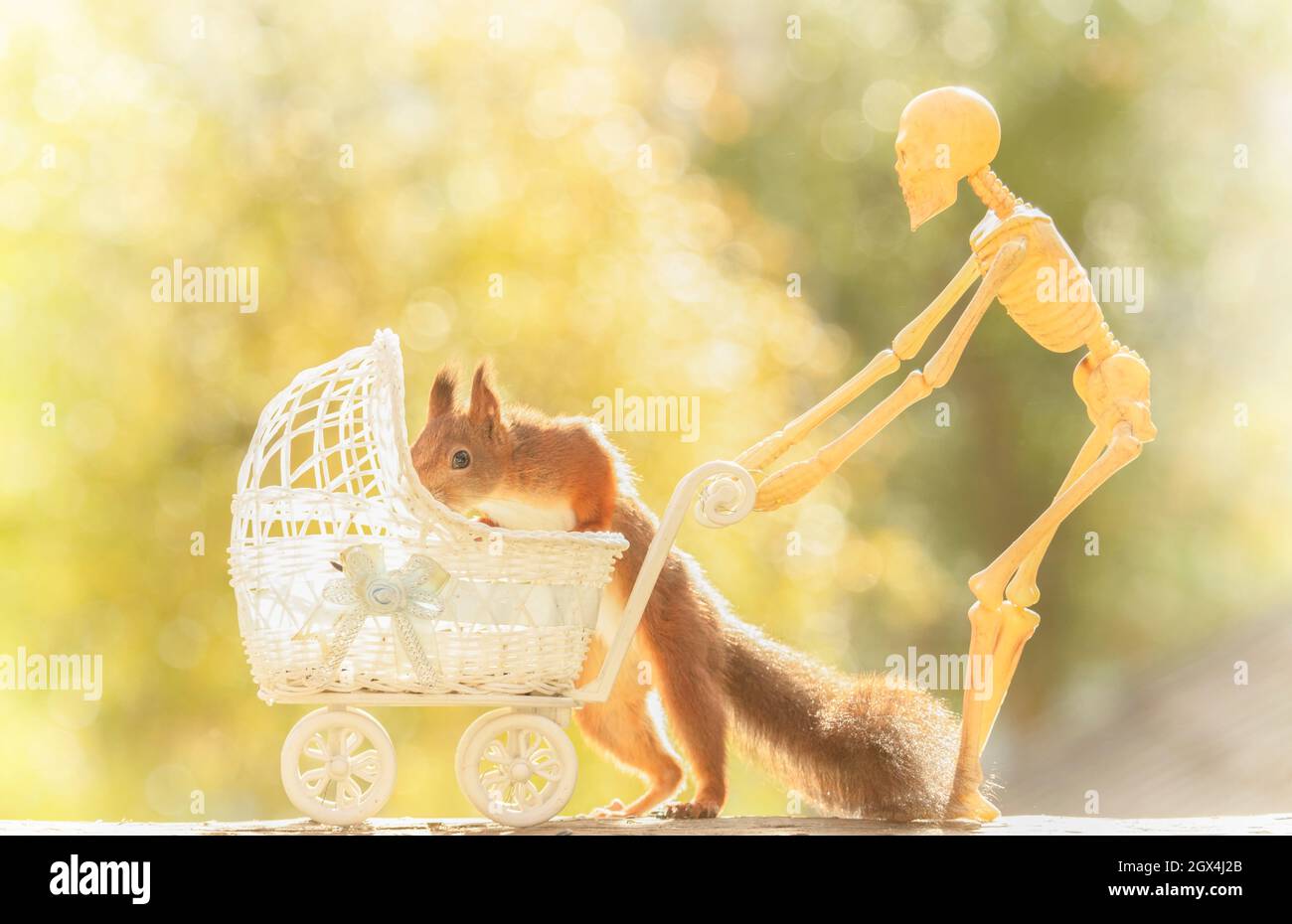 Trunk animal skeleton hi-res stock photography and images - Alamy