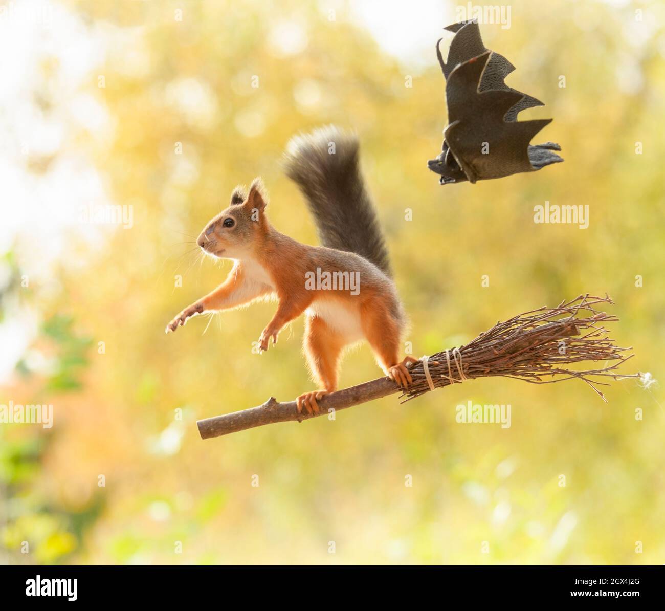 Behind A Broom High Resolution Stock Photography and Images - Alamy