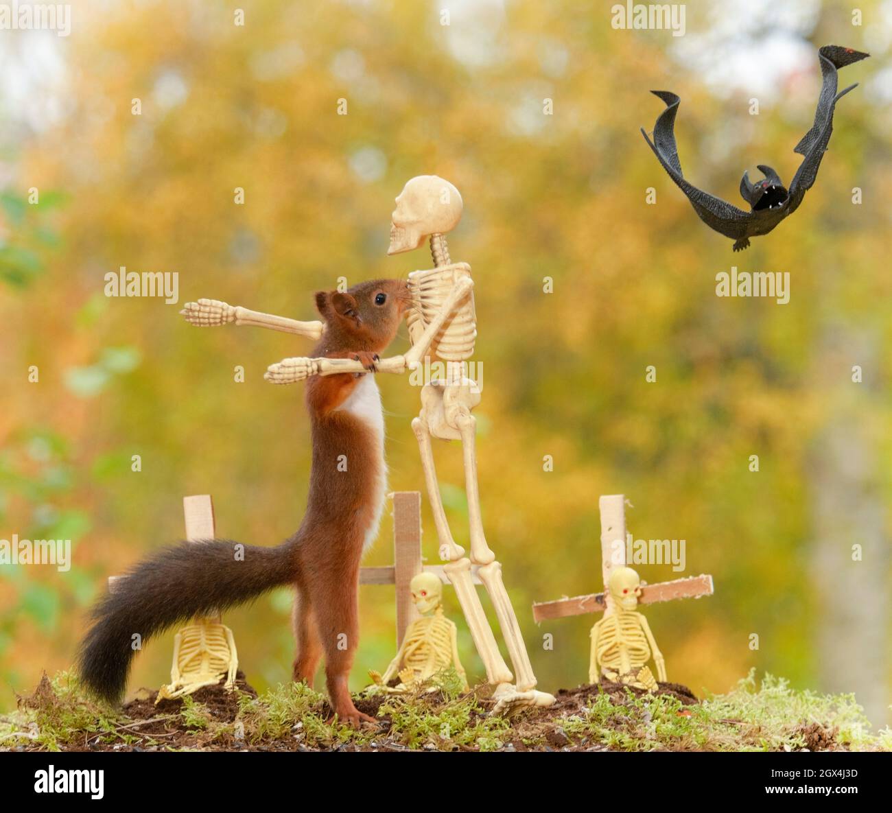 Dead dancing tree hi-res stock photography and images - Alamy