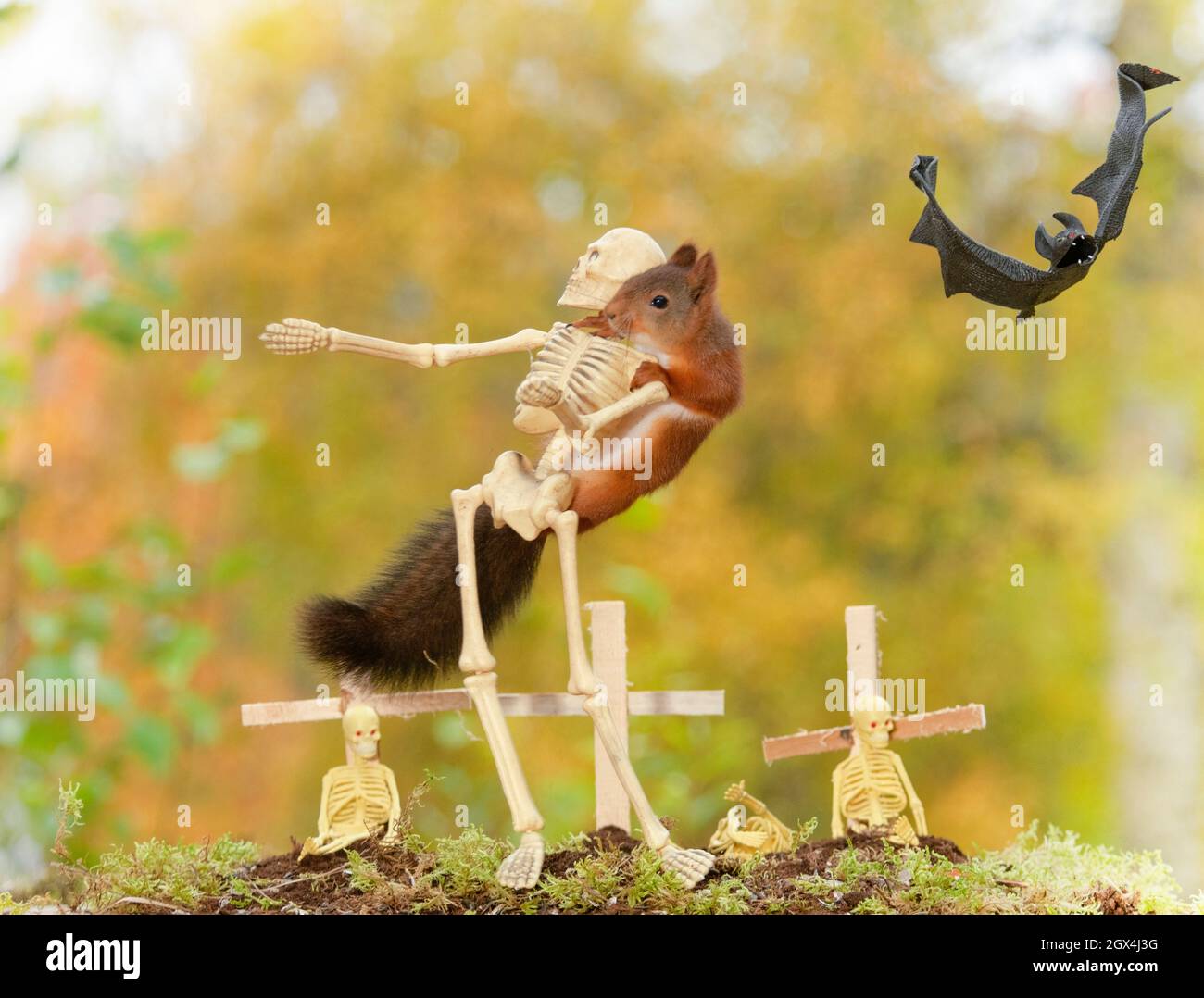 Red squirrel is holding on to an skeleton hi-res stock photography and ...