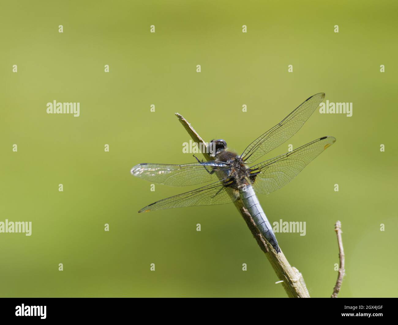 Scarce Chaser Dragonfly - male landing on perch Libellula fulva Essex ...