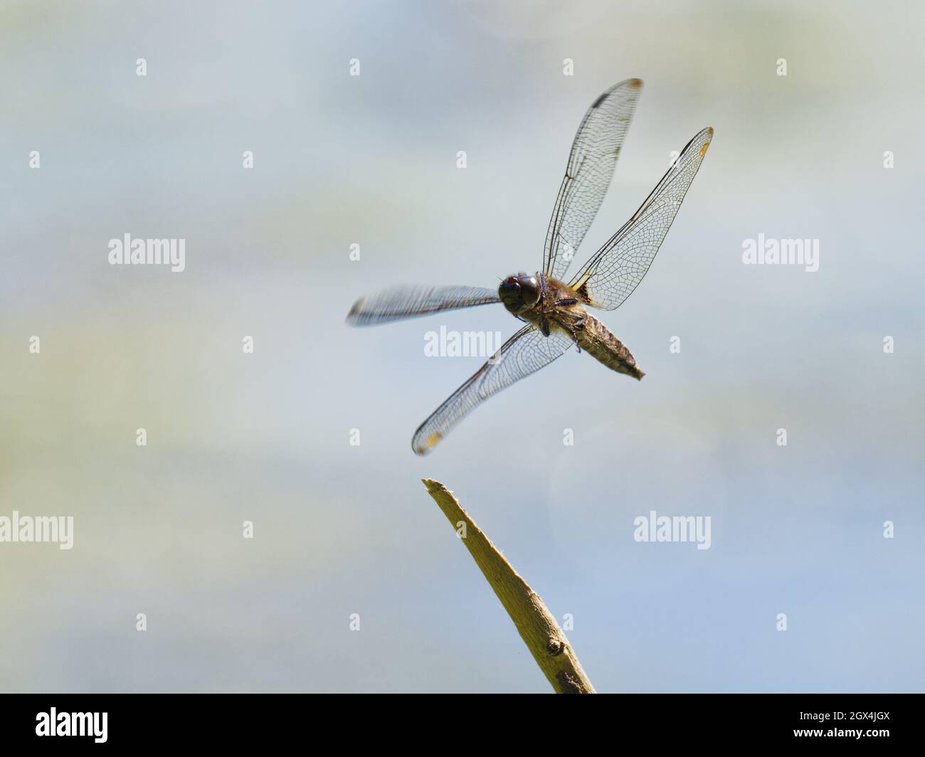 Scarce Chaser Dragonfly - male landing on perch Libellula fulva Essex ...
