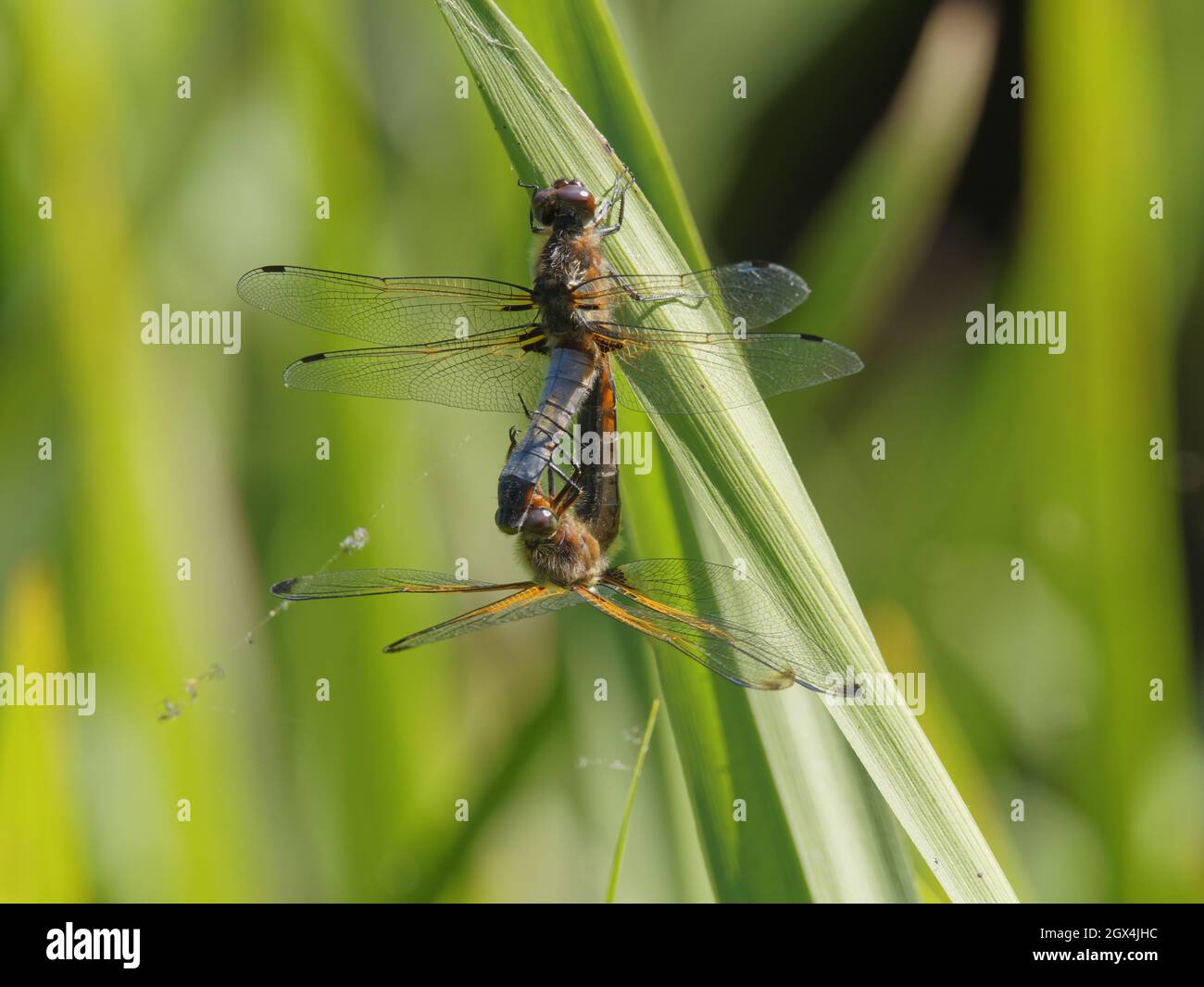 Scarce Chaser Dragonfly - pair mating Libellula fulva Essex,UK IN002326 ...