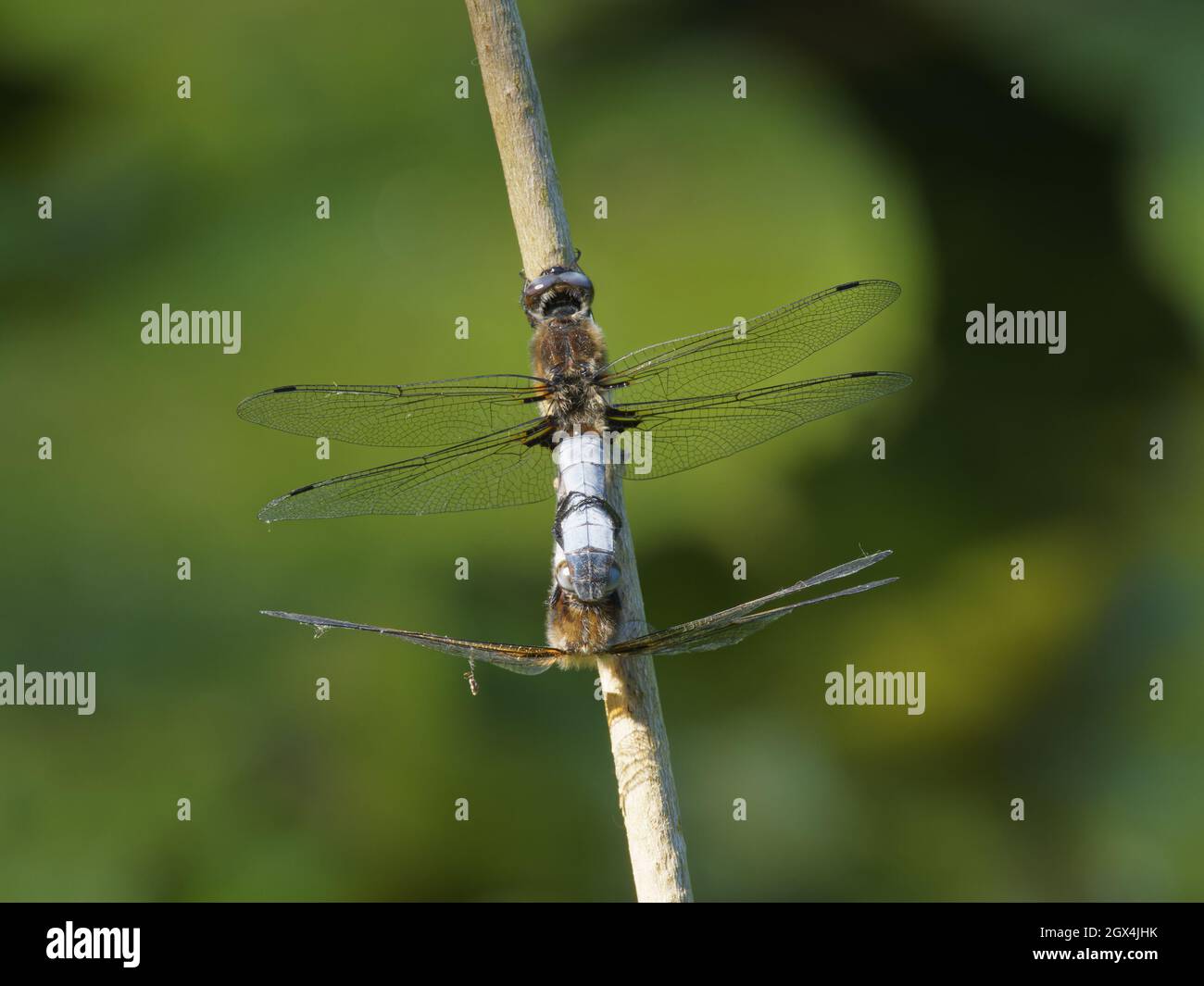 Scarce Chaser Dragonfly - pair mating Libellula fulva Essex,UK IN002330 ...