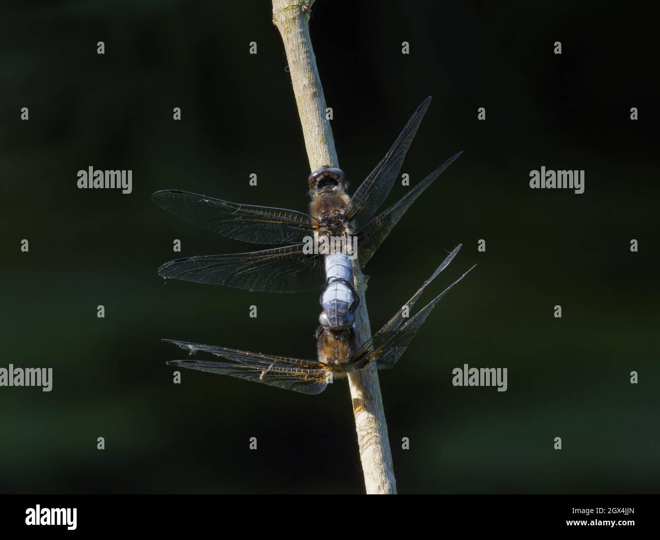Scarce Chaser Dragonfly - pair mating Libellula fulva Essex,UK IN002332 ...