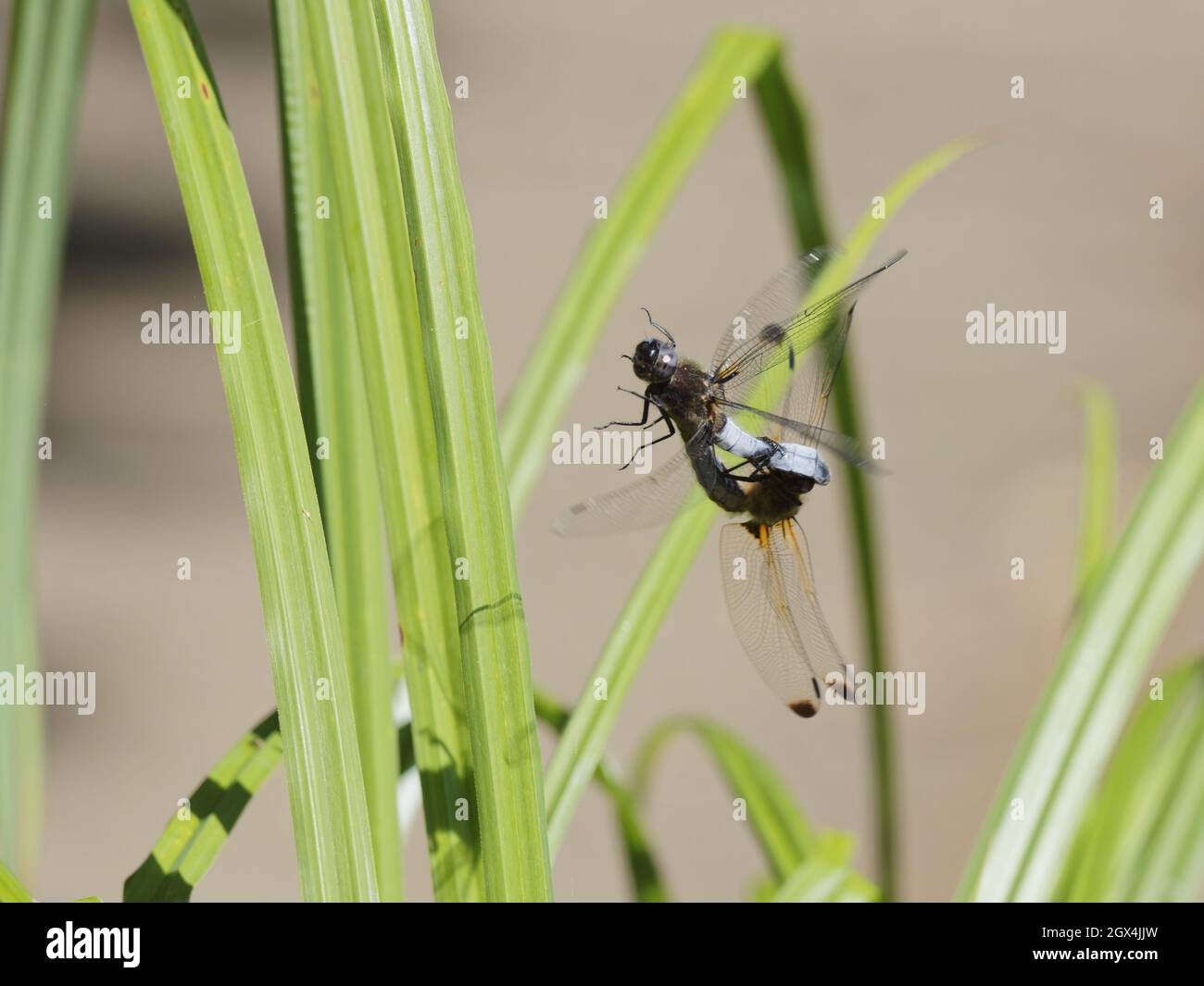 Scarce Chaser Dragonfly - mating pair taking off Libellula fulva Essex ...