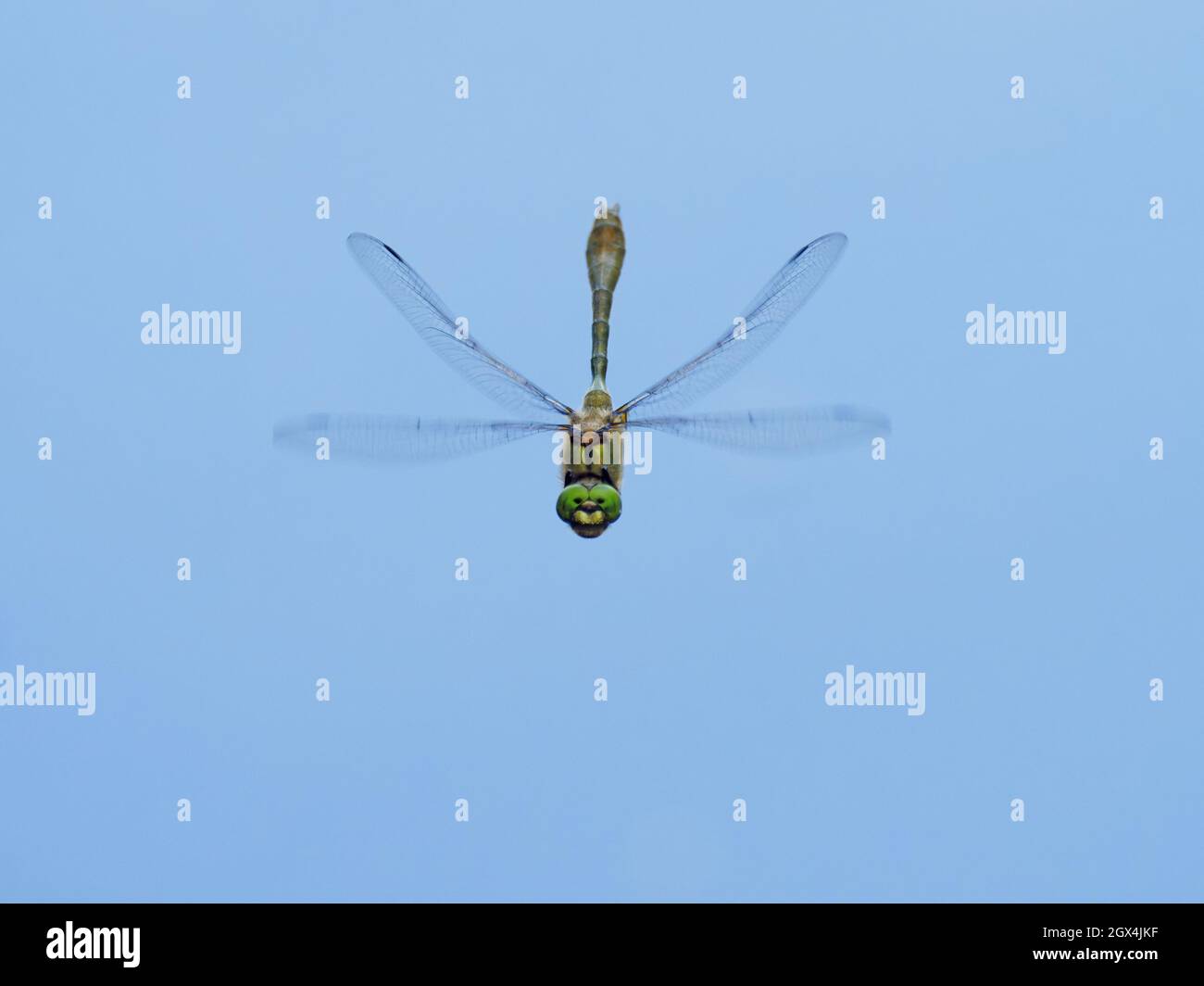 Downy Emerald dragonfly - in flight Cordulia aenea Essex,UK IN002343 ...