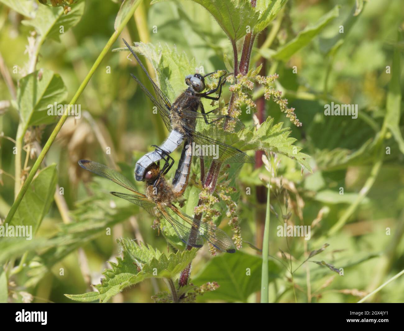 Scarce Chaser Dragonfly - pair mating Libellula fulva Essex,UK IN002396 ...