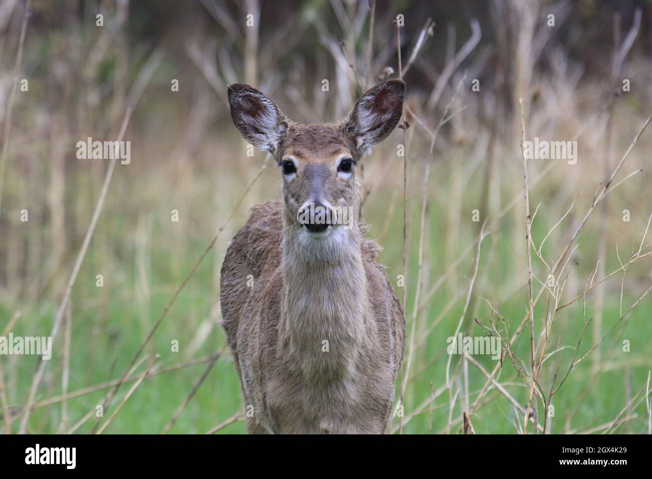 Brown furry deer on the grassy field in the wild Stock Photo - Alamy