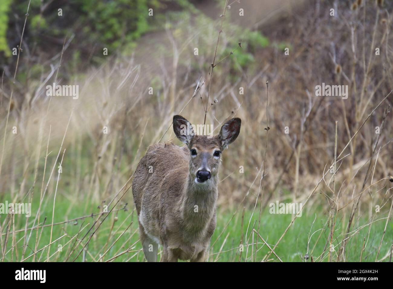 Brown furry deer on the grassy field in the wild Stock Photo - Alamy