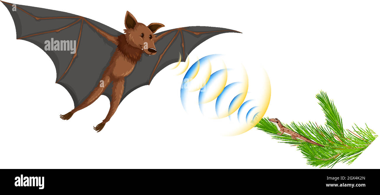 Echolocation Stock Vector Images - Alamy