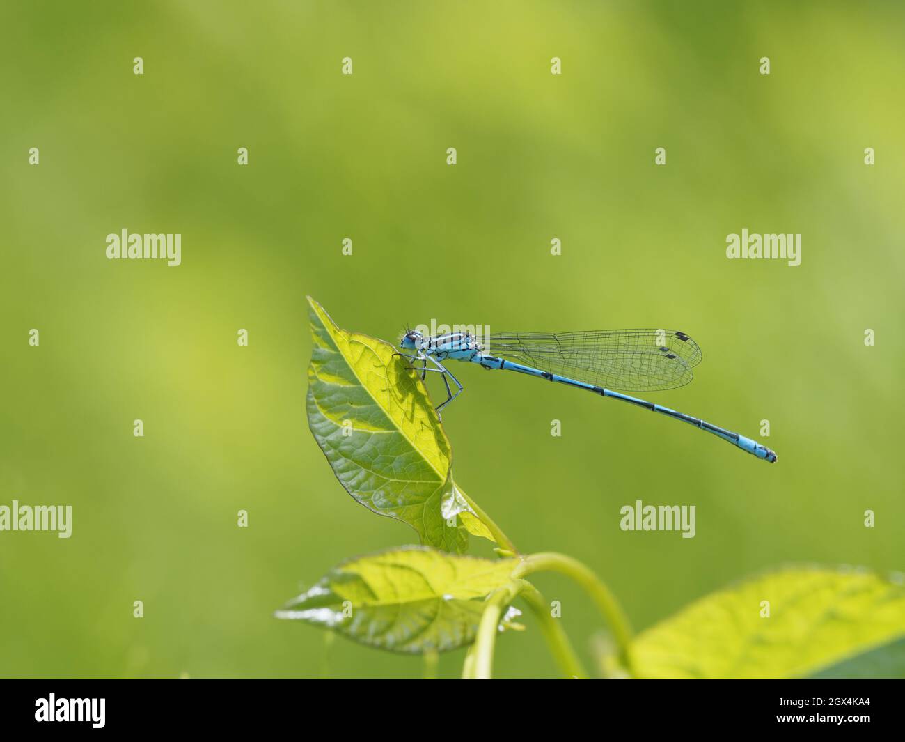 Azure Damselfly Coenagrion puella Essex,UK IN002501 Stock Photo - Alamy