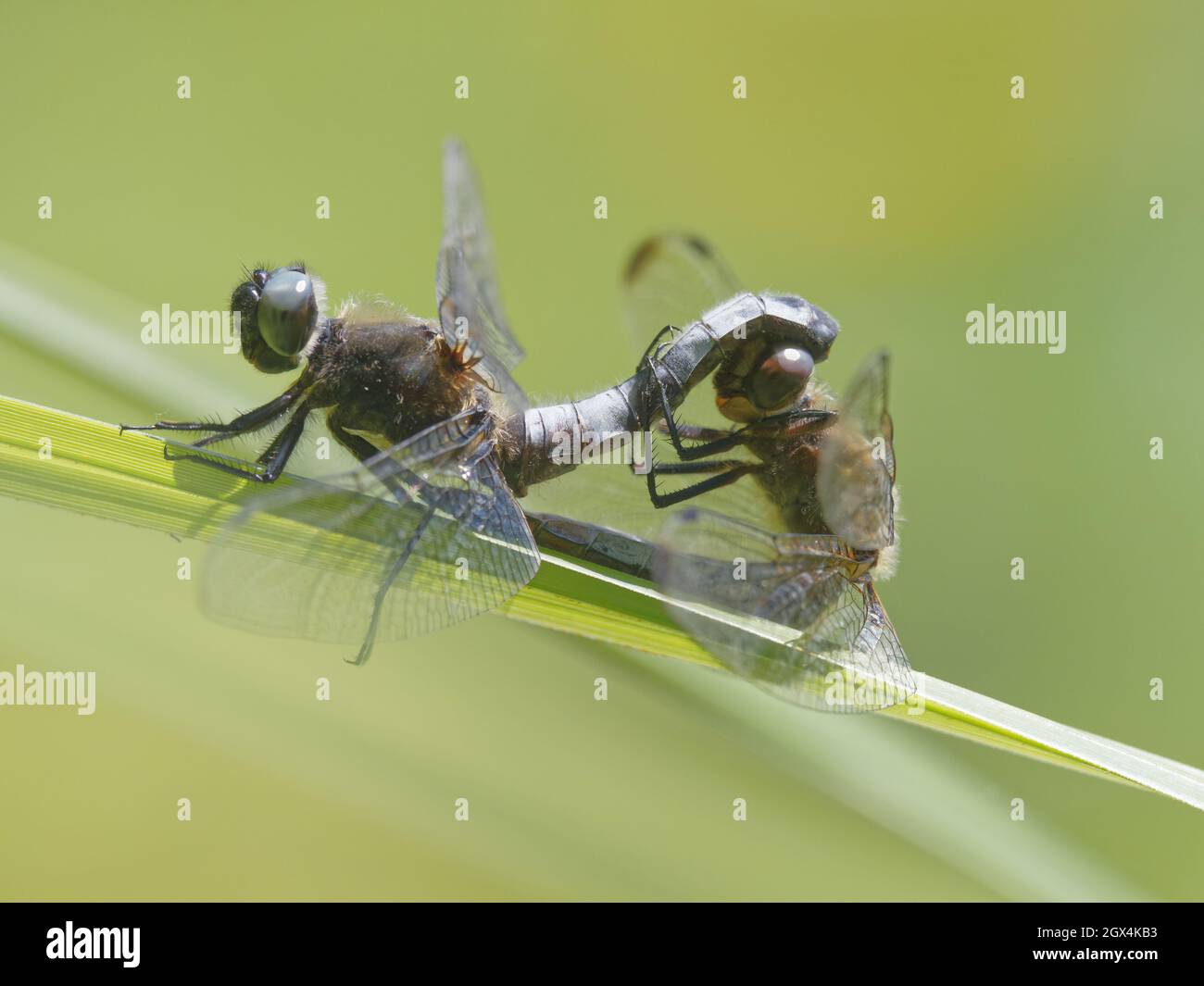Scarce Chaser Dragonfly - pair mating Libellula fulva Essex,UK IN002513 ...