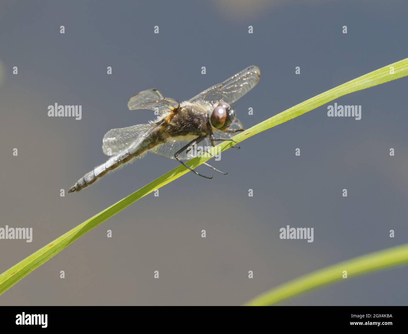 Scarce chaser dragonfly and uk hi-res stock photography and images - Alamy