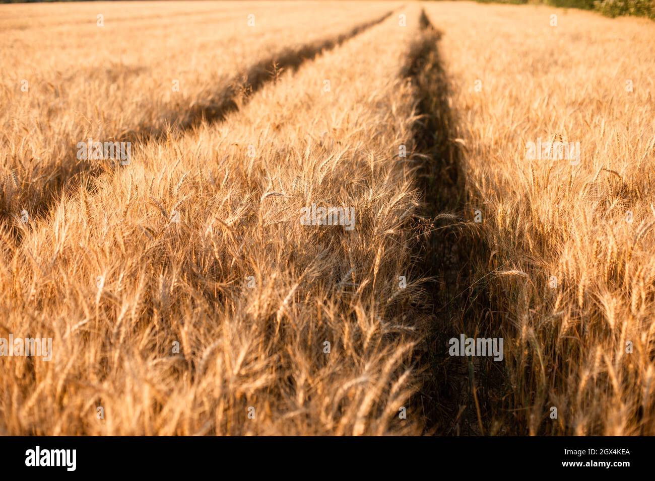 Rural landscape of fields of grain with path Stock Photo - Alamy