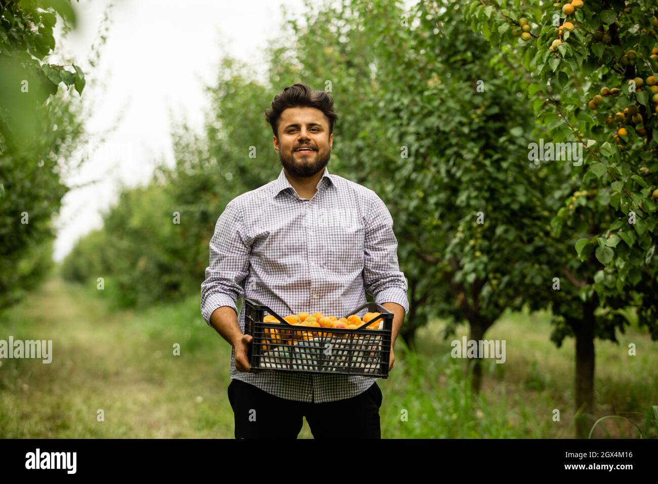 Farmer showing harvest of fresh sweet apricots Stock Photo - Alamy