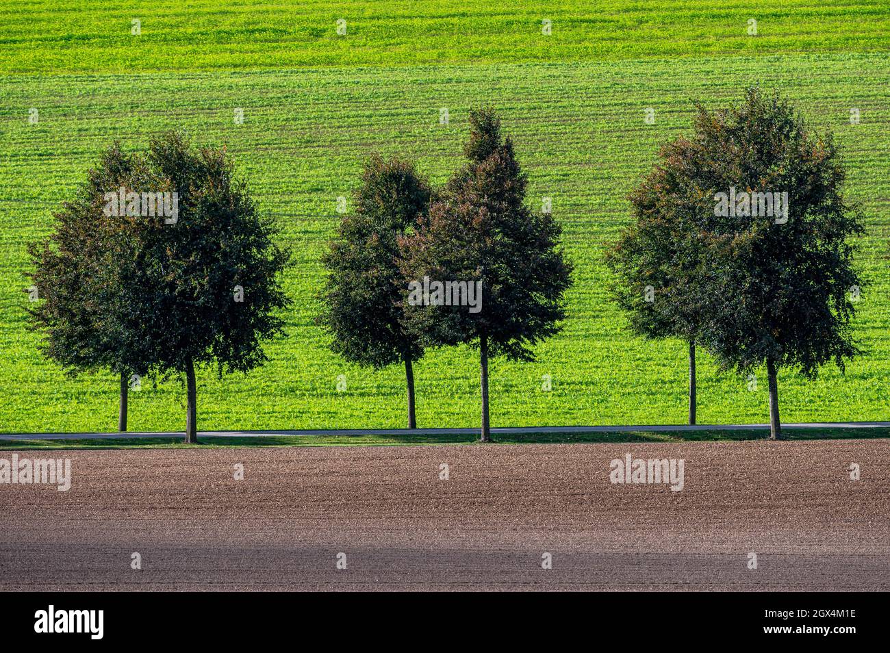 Pilsting, Germany. 04th Oct, 2021. Trees stand along a path. Credit ...