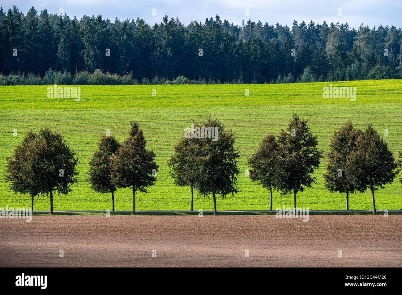 Pilsting, Germany. 04th Oct, 2021. Trees stand along a path. Credit ...