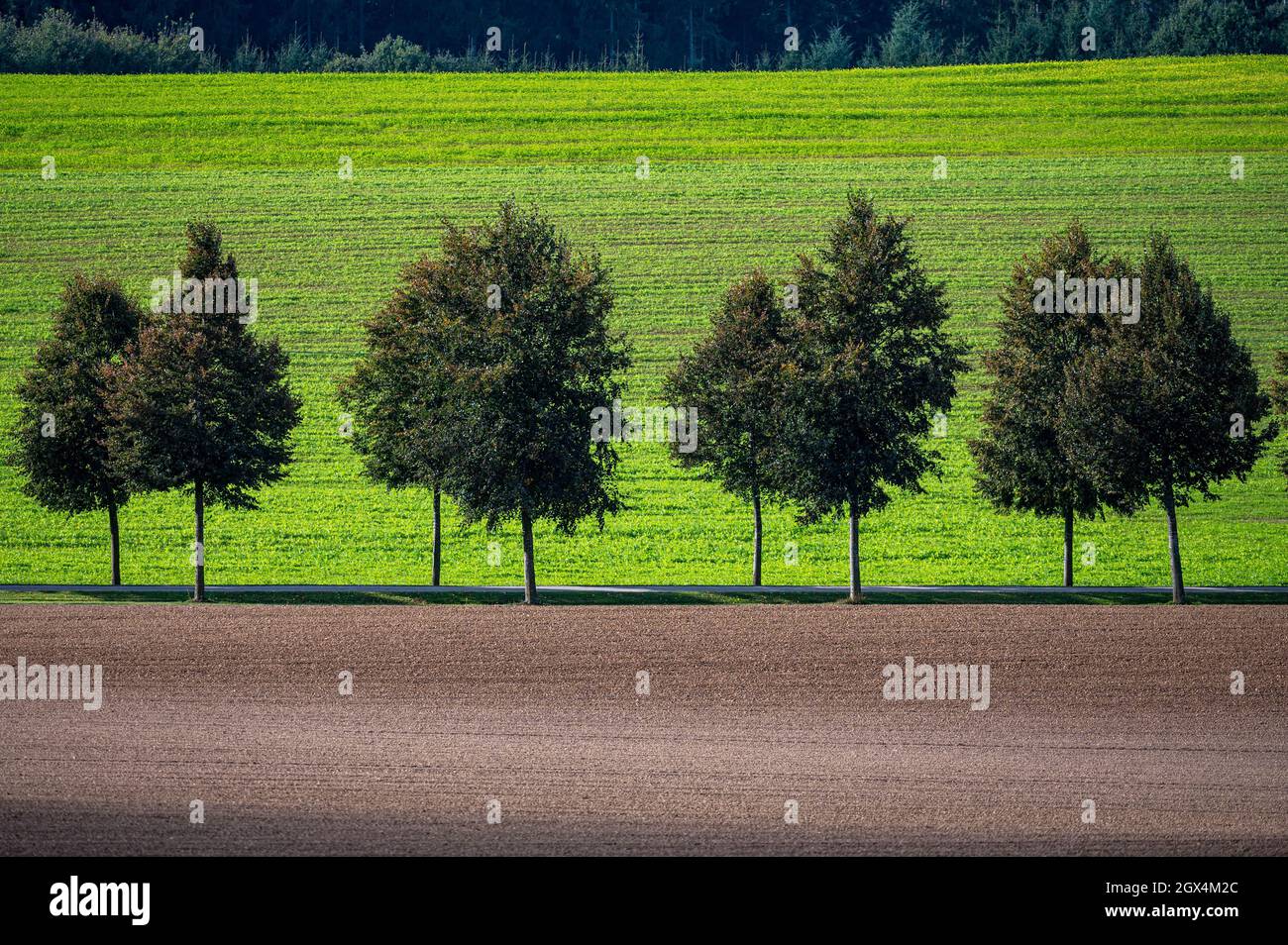 Pilsting, Germany. 04th Oct, 2021. Trees stand along a path. Credit ...