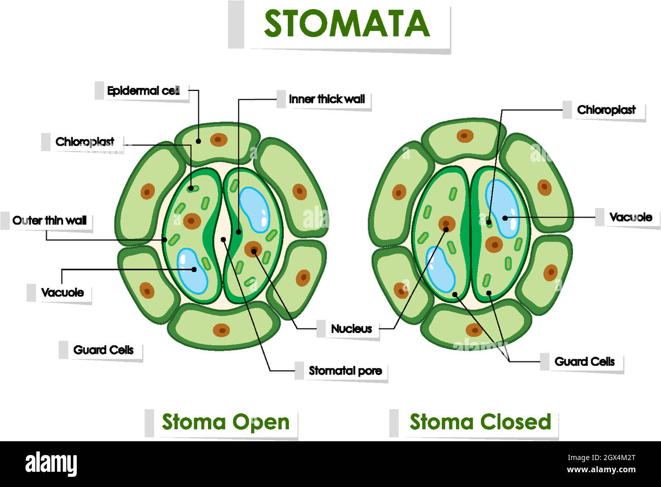 Diagram showing stomata on white background Stock Vector Image & Art ...