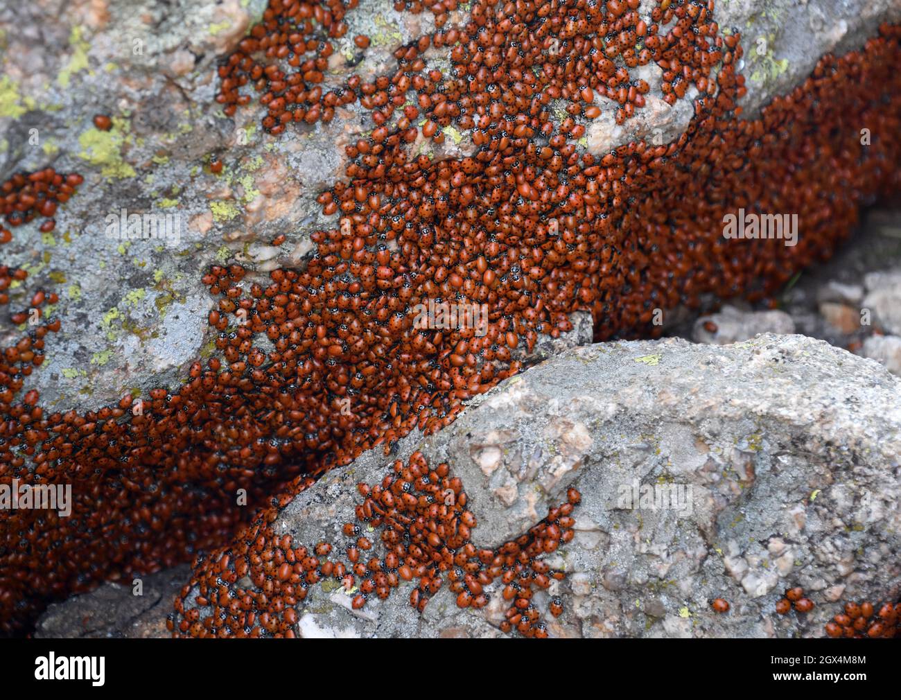 Brilliant cluster of red lady bugs crawling across a limestone rock ...